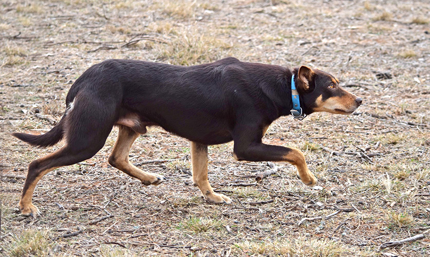Puppies for sale : Karmala – Australian Working Kelpie Stud