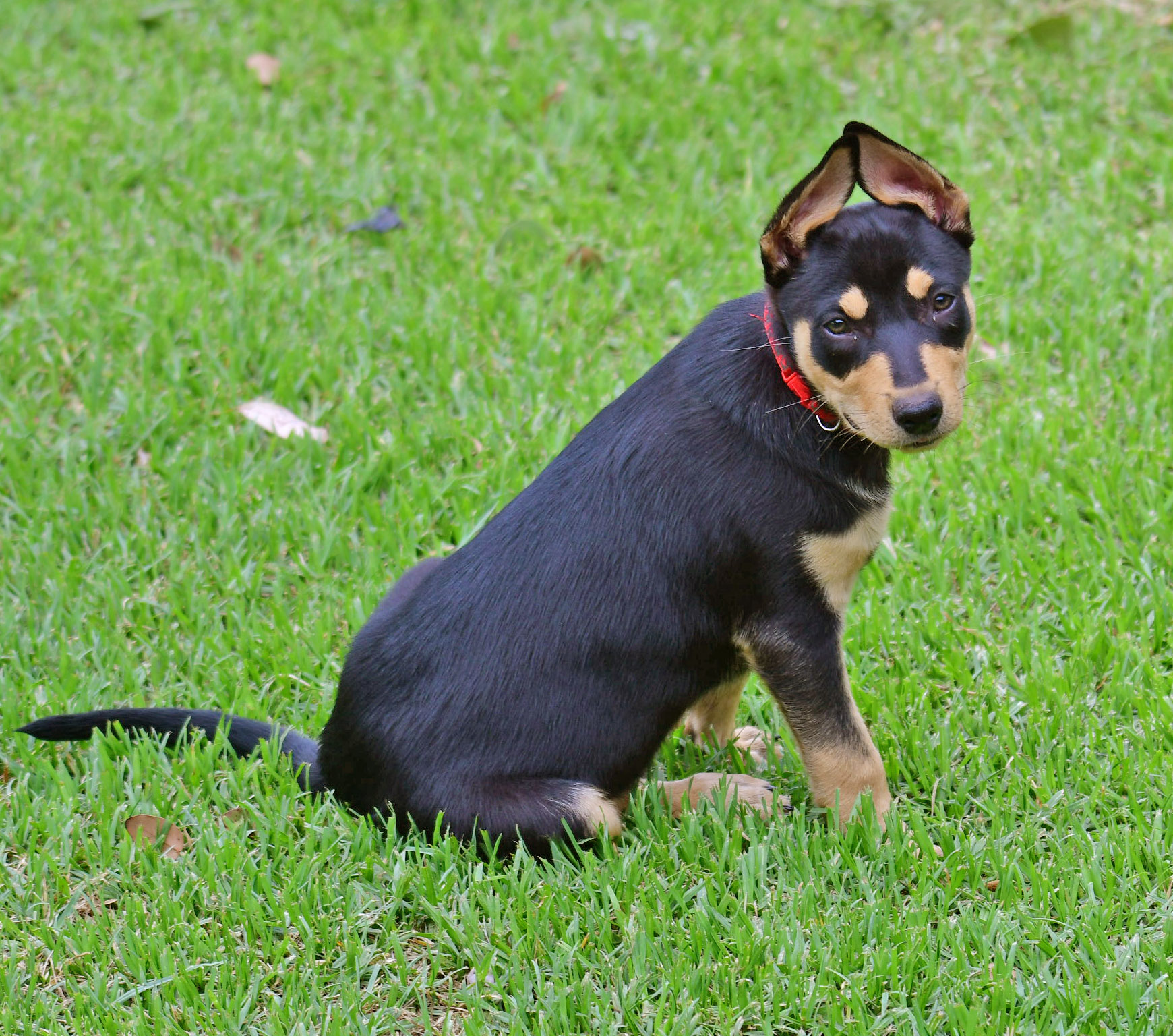 Puppies for sale : Karmala – Australian Working Kelpie Stud