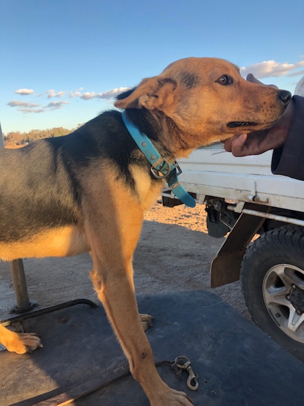 Puppies for sale : Karmala – Australian Working Kelpie Stud