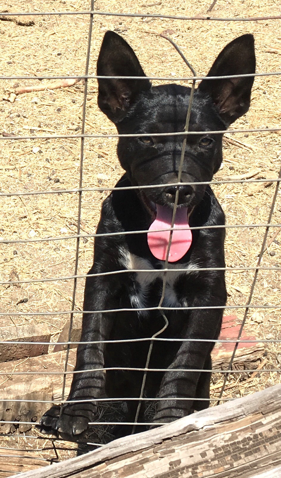 Puppies for sale : Karmala – Australian Working Kelpie Stud
