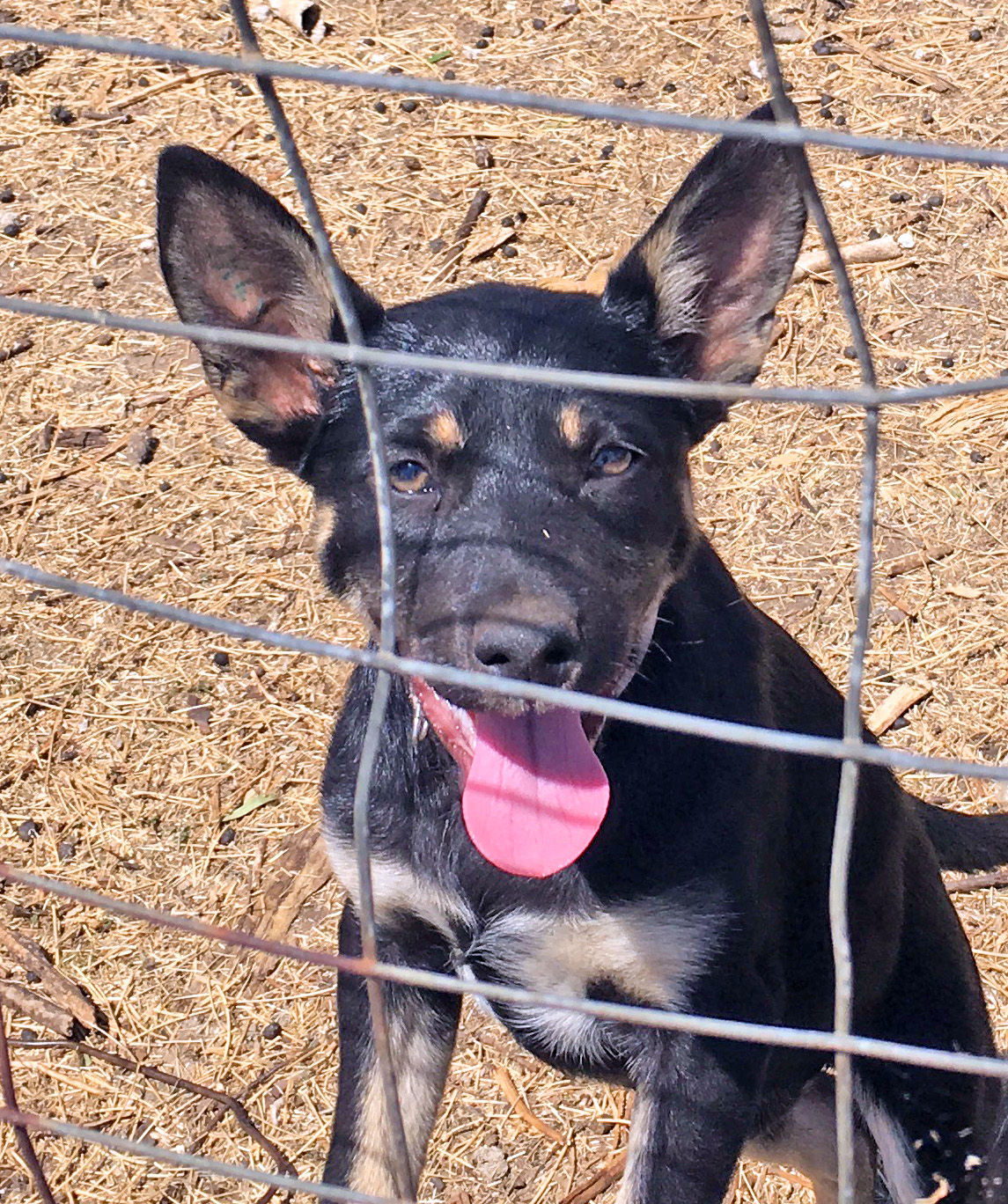 Puppies for sale : Karmala – Australian Working Kelpie Stud