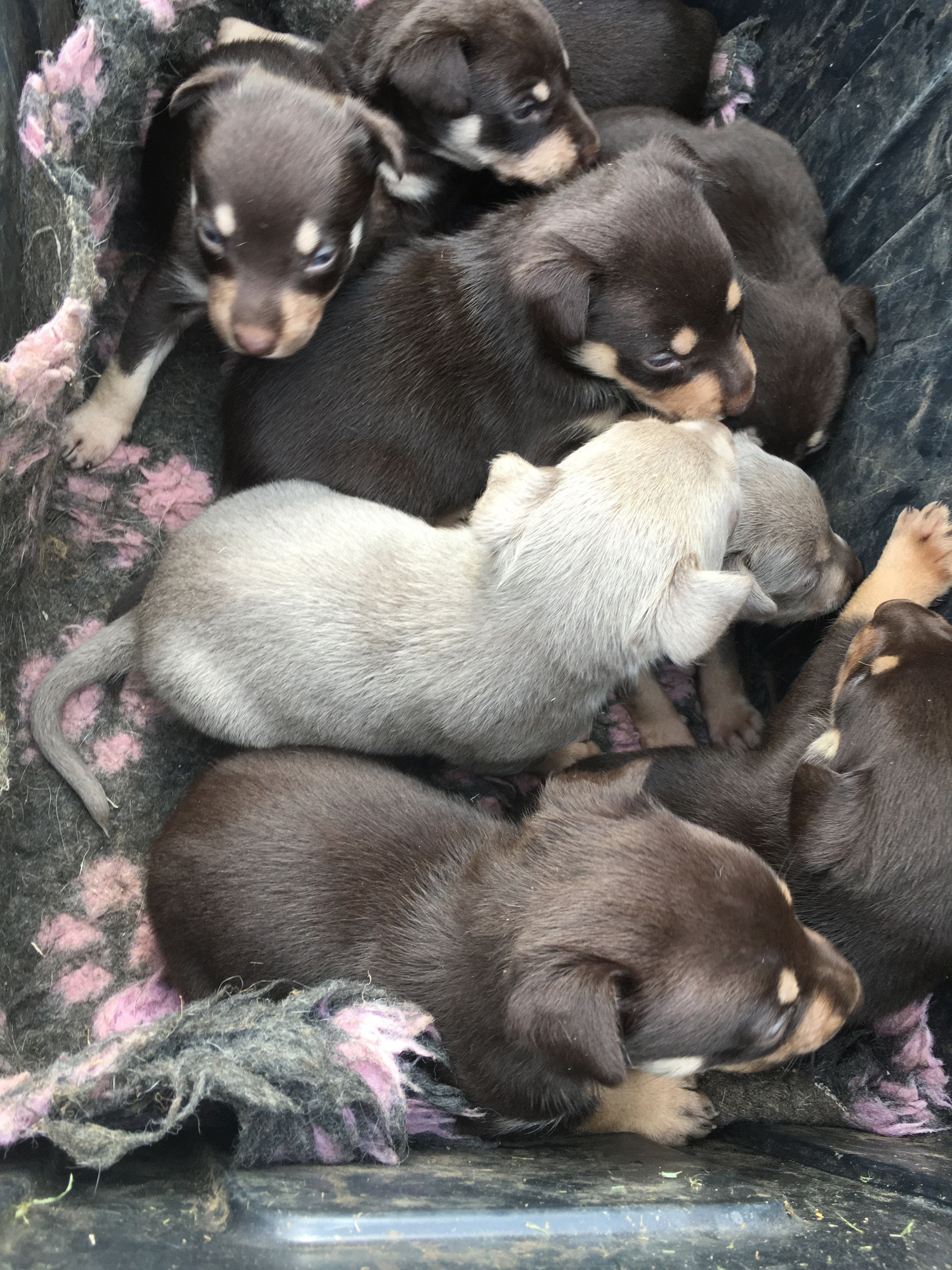 Puppies for sale : Karmala – Australian Working Kelpie Stud
