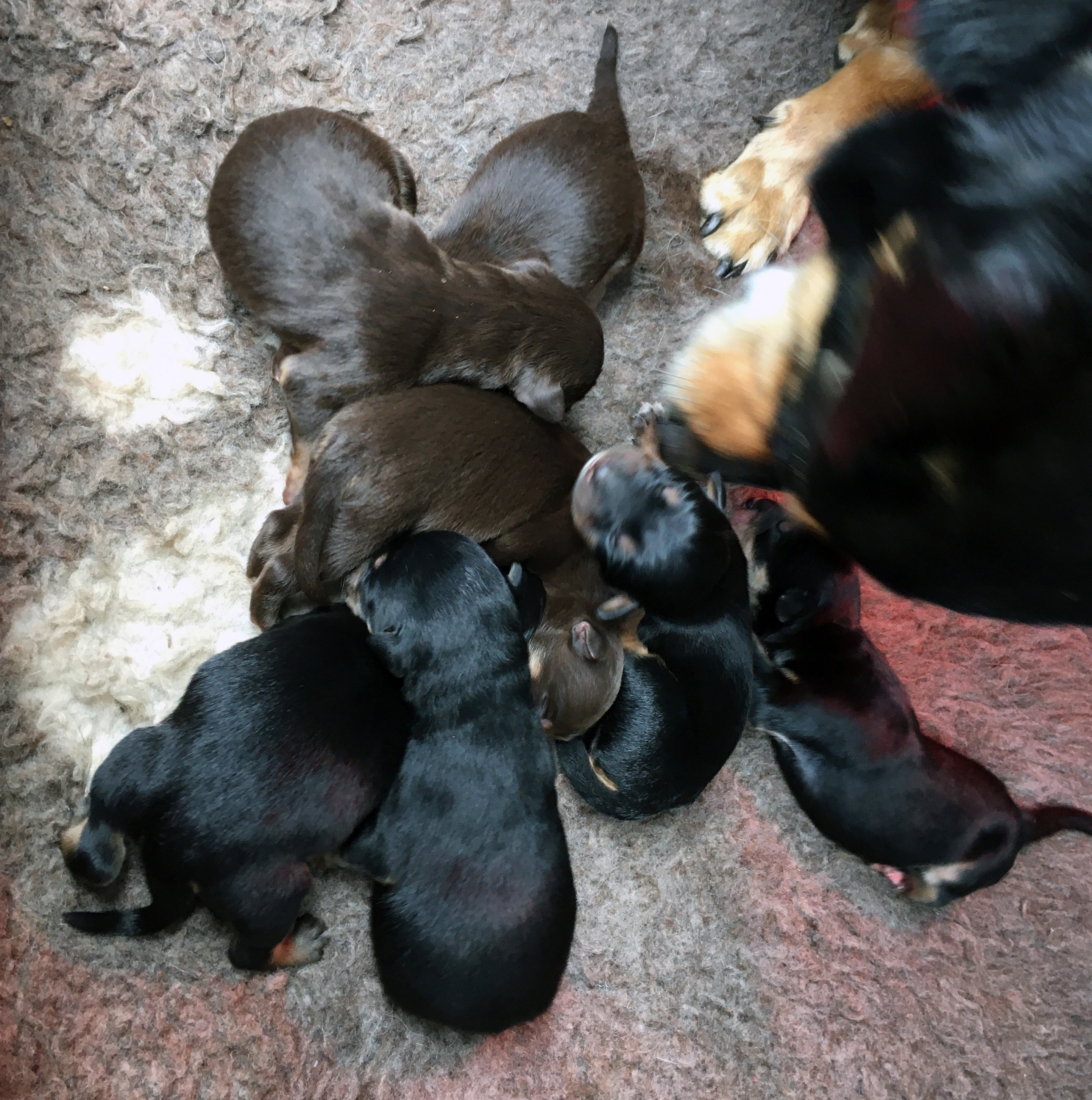 Puppies for sale : Karmala – Australian Working Kelpie Stud