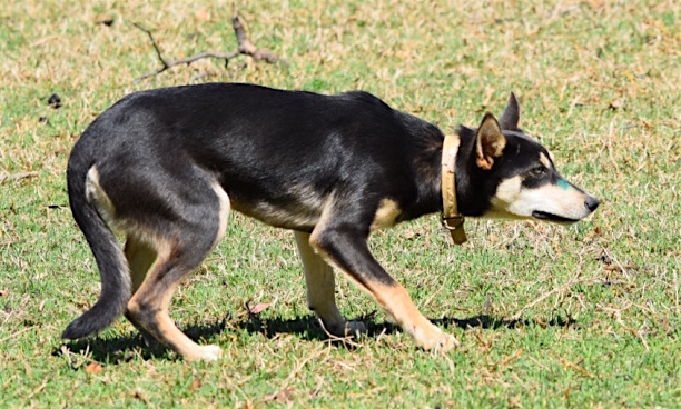 Puppies for sale : Karmala – Australian Working Kelpie Stud