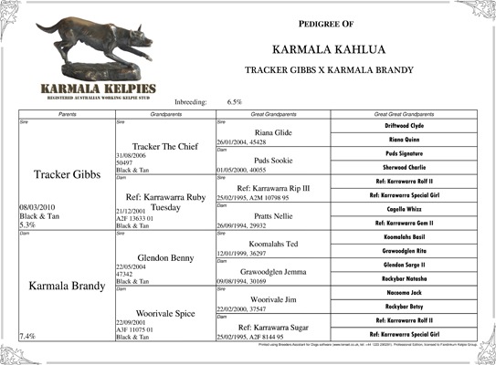 Karmala Kahlua : Karmala – Australian Working Kelpie Stud