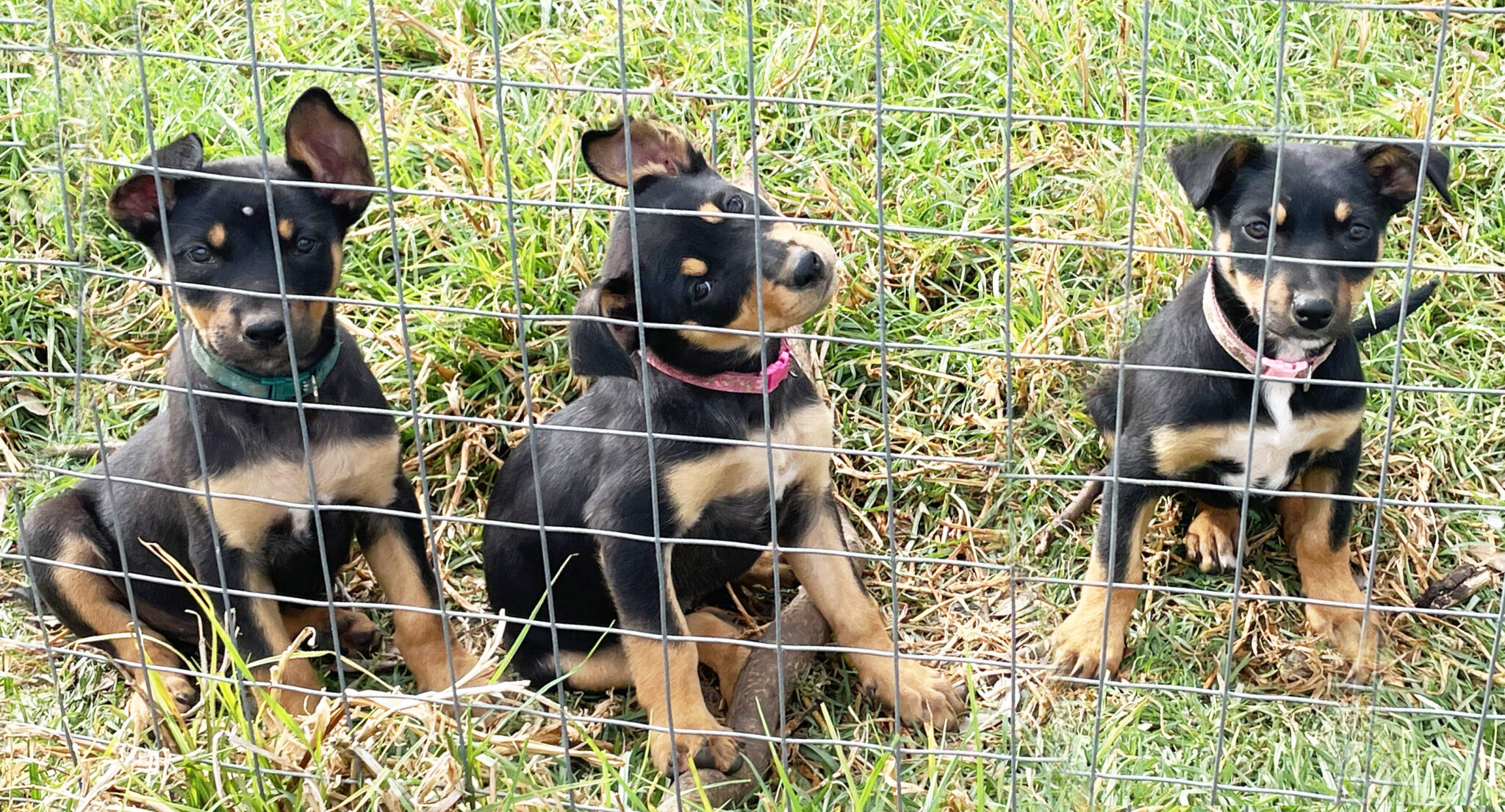 Puppies for sale and coming litters. : Karmala – Australian Working ...