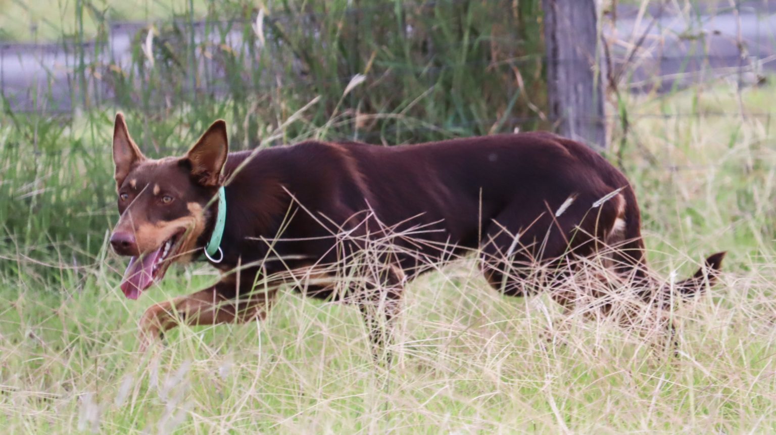 Karmala – Australian Working Kelpie Stud