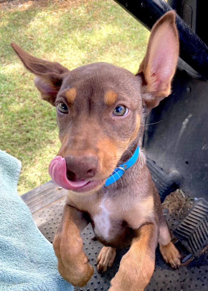 Karmala – Australian Working Kelpie Stud