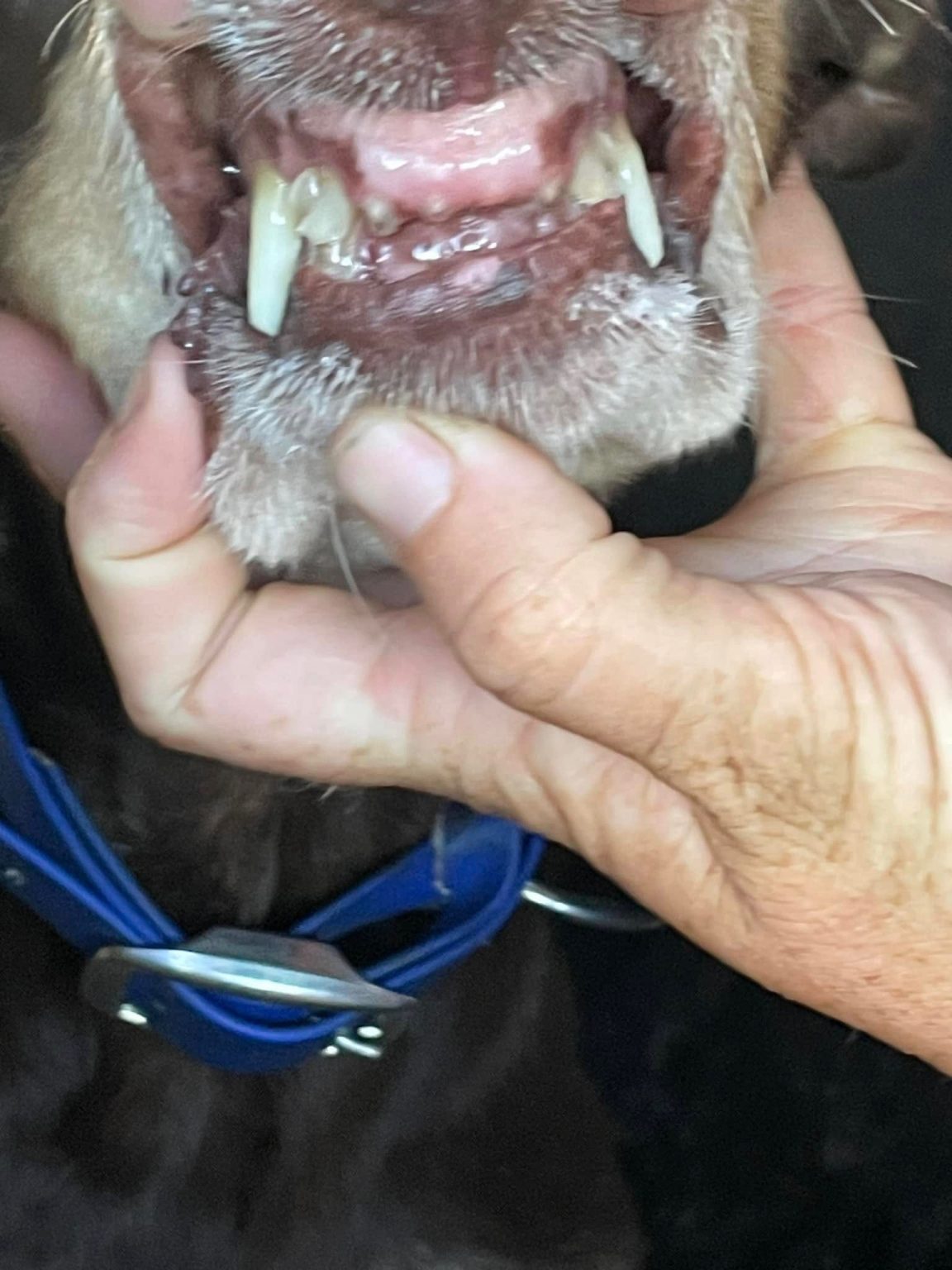 Karmala – Australian Working Kelpie Stud