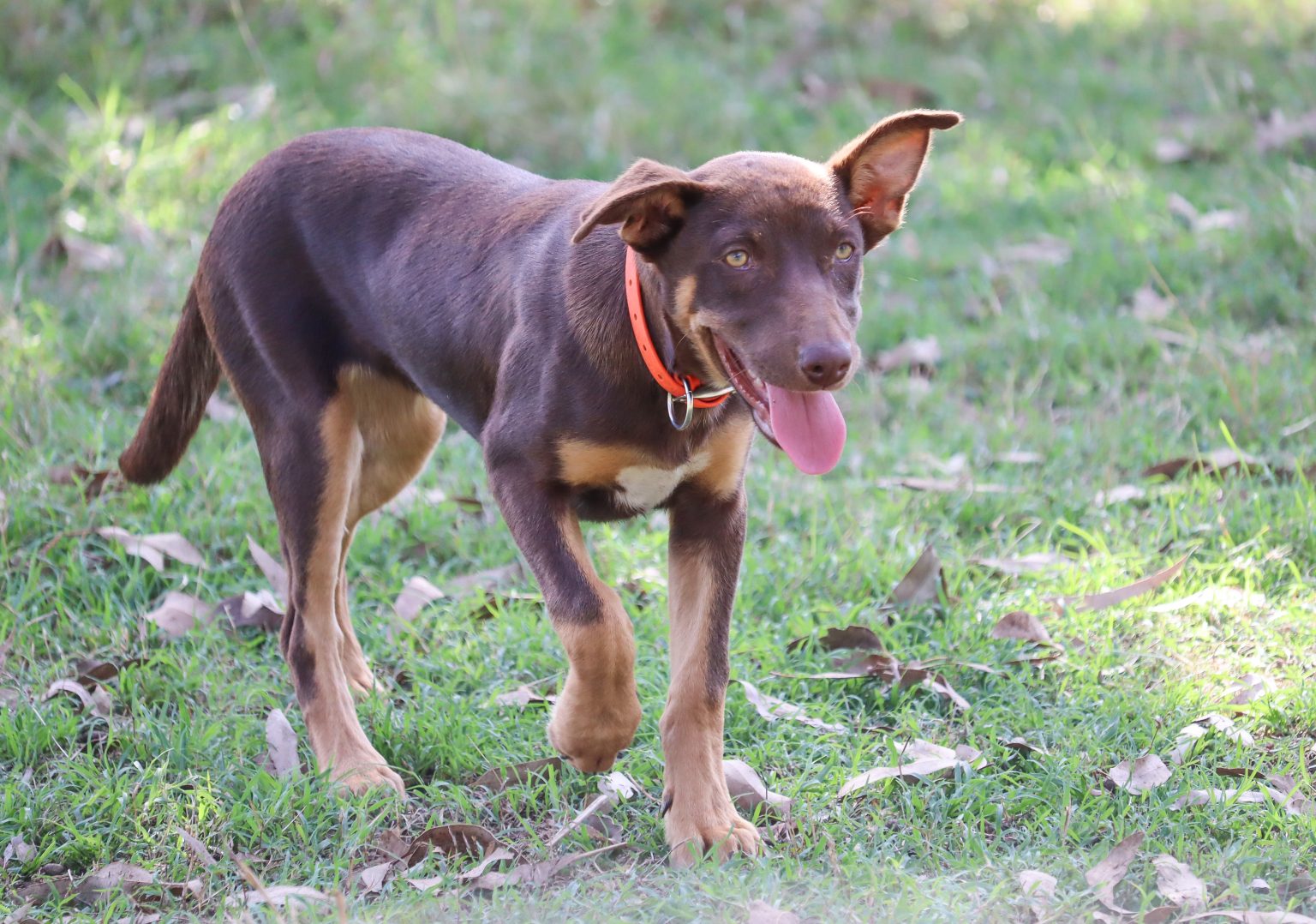 Karmala – Australian Working Kelpie Stud