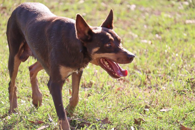 Karmala – Australian Working Kelpie Stud