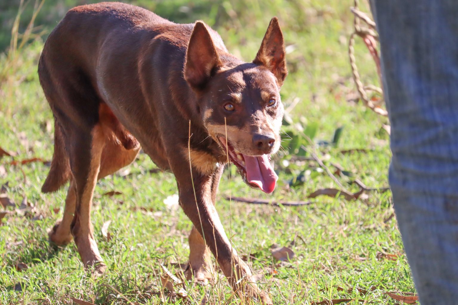 Karmala – Australian Working Kelpie Stud